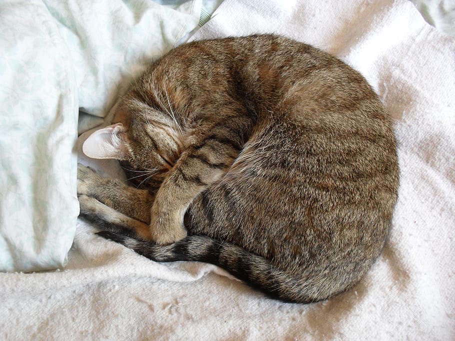 7 Schlafpositionen von Katzen und was sie dir verraten können