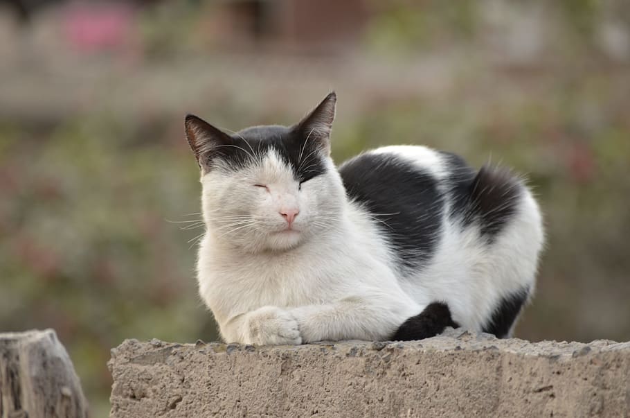 7 Schlafpositionen von Katzen und was sie dir verraten können