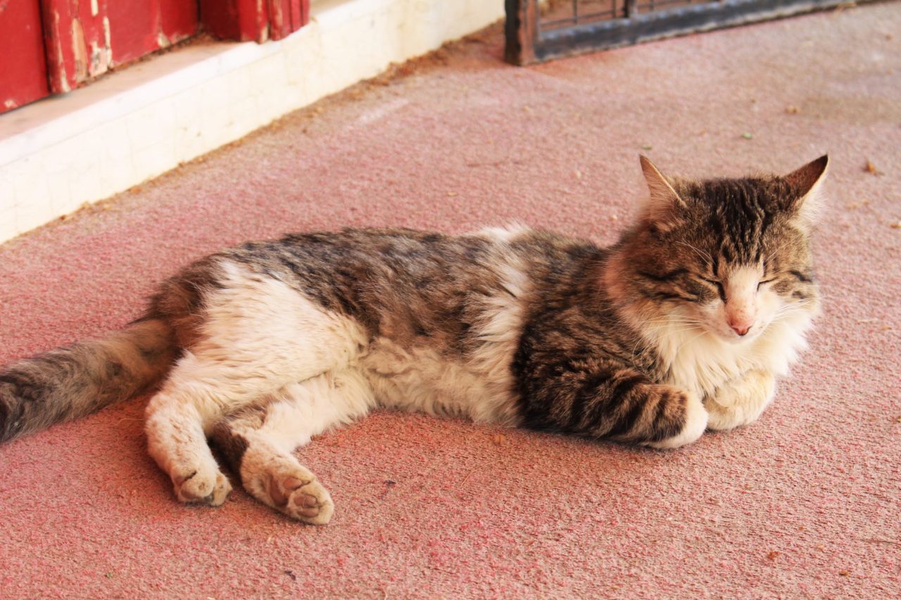 7 Schlafpositionen von Katzen und was sie dir verraten können