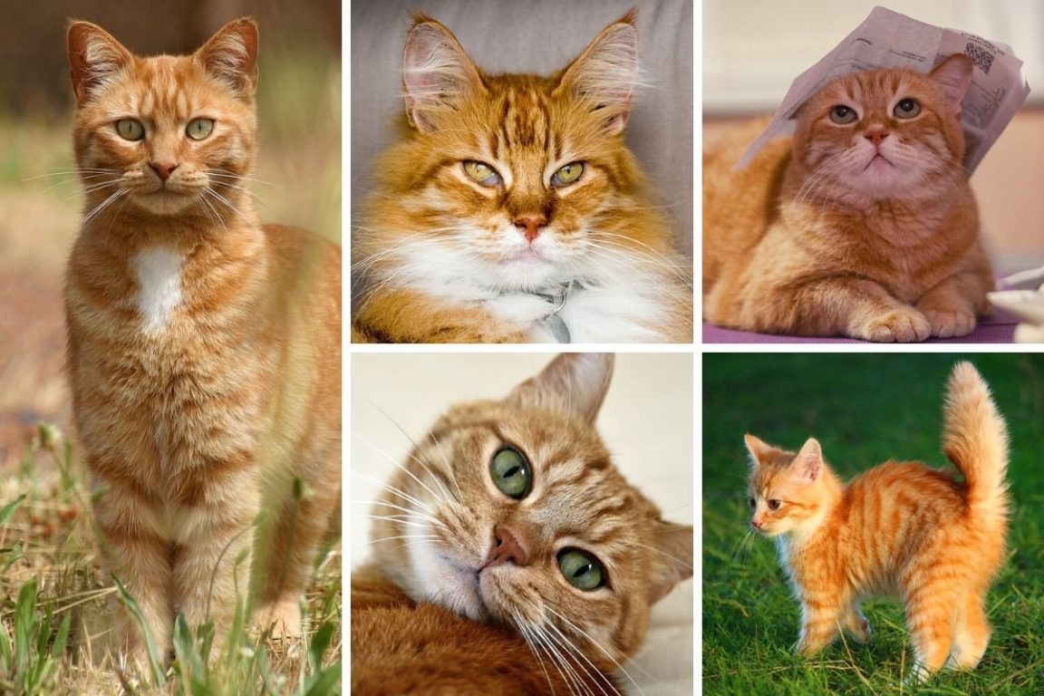 Rote Katzen: 8 Fakten, die sie besonders machen 🐱