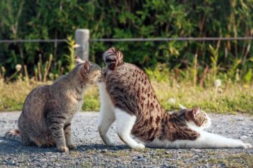 Kurioses Katzenverhalten: Darum riechen sich Katzen gegenseitig am Hintern