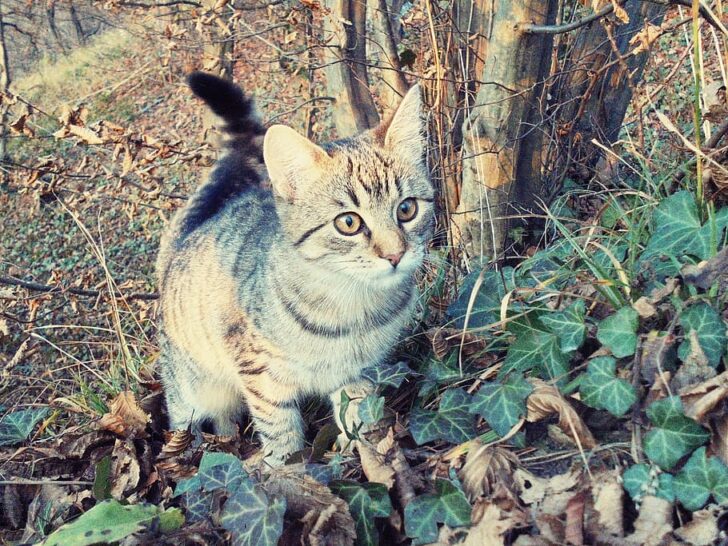 Der Katzenschwanz: 7 Stimmungen, die er über dein Tier verrät
