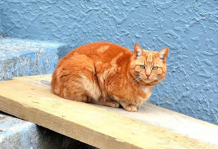 Rote Katzen: 8 Fakten, die sie besonders machen 🐱