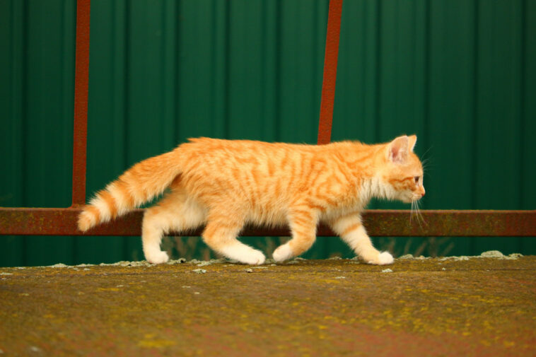 Rote Katzen: 8 Fakten, die sie besonders machen 🐱