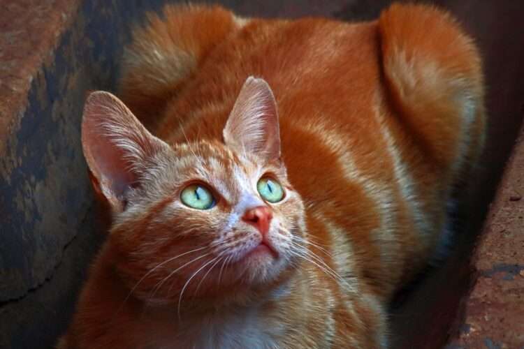 Rote Katzen: 69 ausgefallene Namen für deinen Rotschopf